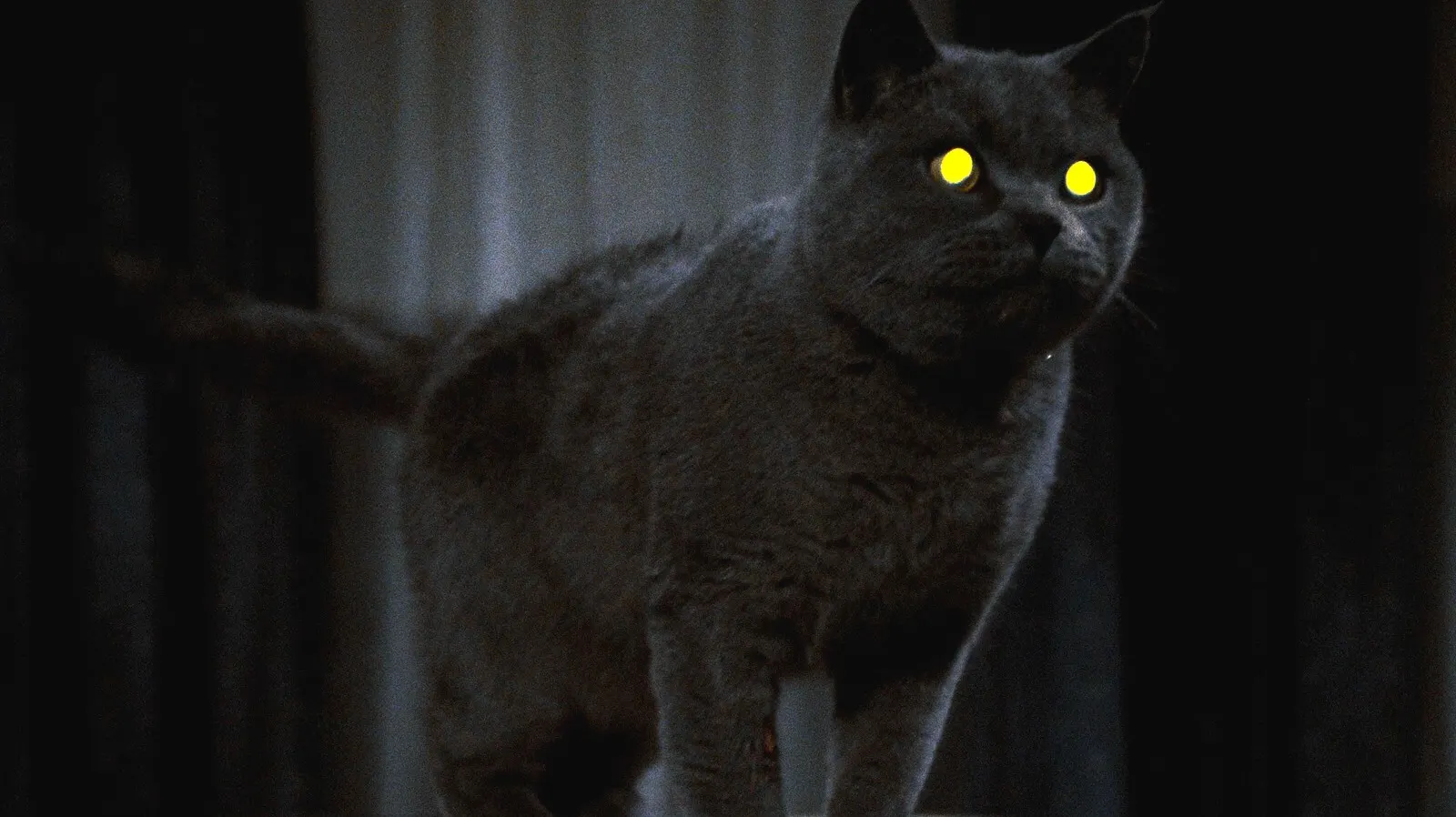 From Fangs to Fur: A Brief History of Pets in Horror Films
