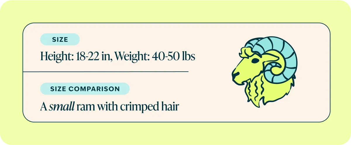 English Springer Spaniels: The Good, The Bad, The Ugly