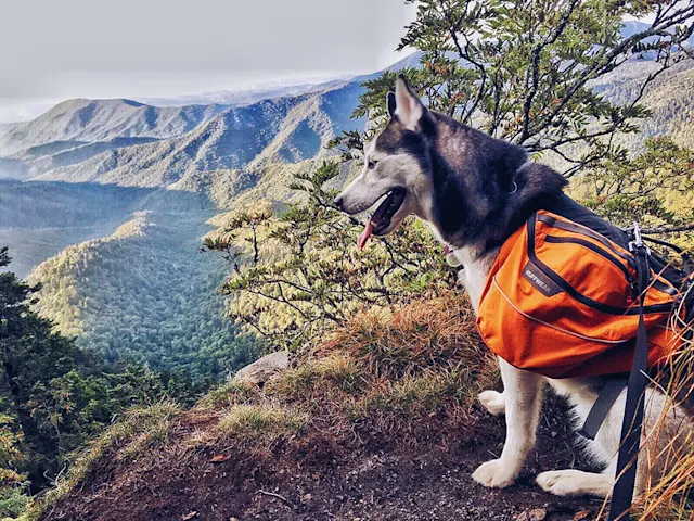 Tips for mountain travel with your dog