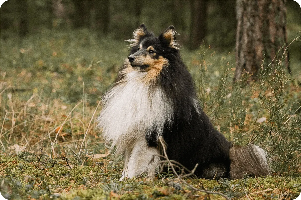 Shetland Sheepdogs: The Good, the Bad, and the Ugly