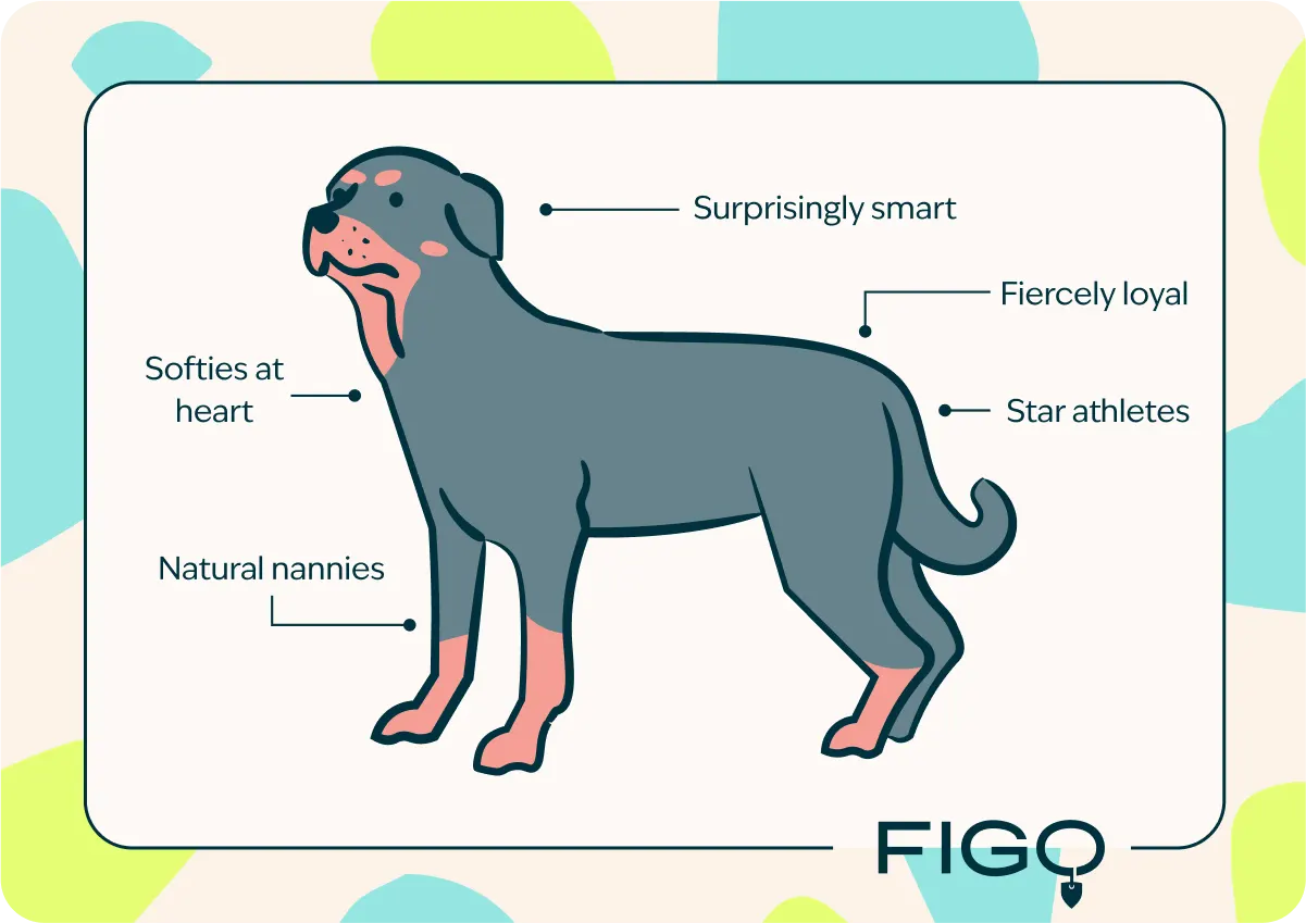 Rottweilers: The Good, the Bad, the Ugly