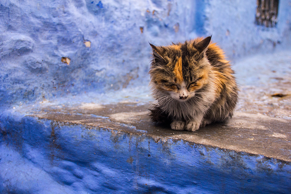 Test New Cat Felv And Fiv: Must-Know Facts for Pet Parents