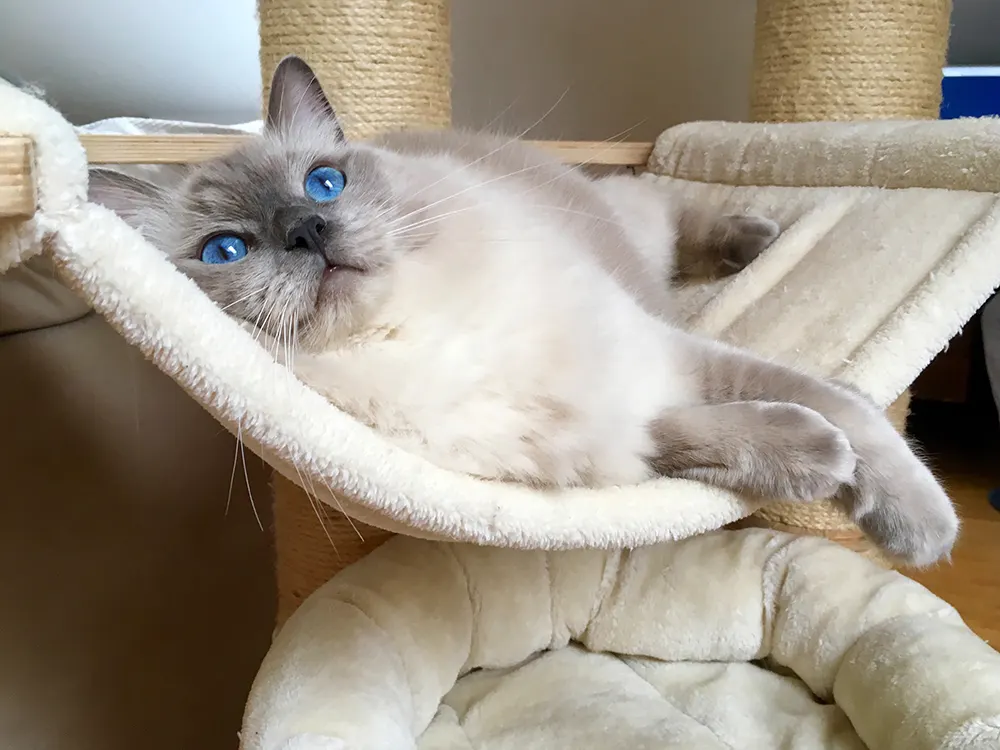 Getting to know the Ragdoll