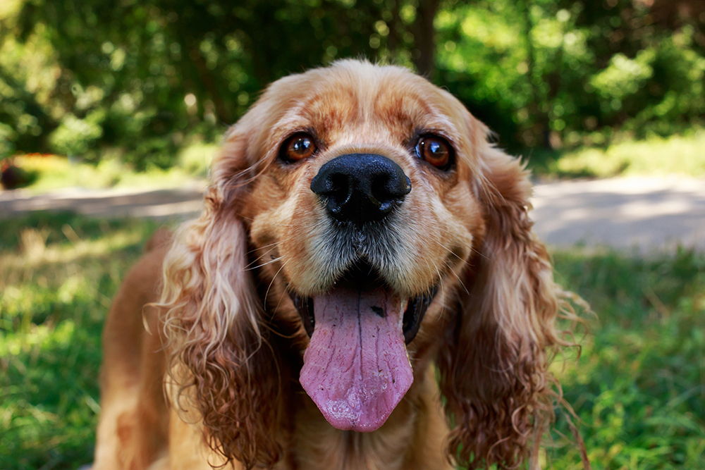 Are Cocker Spaniels Prone To Seizures
