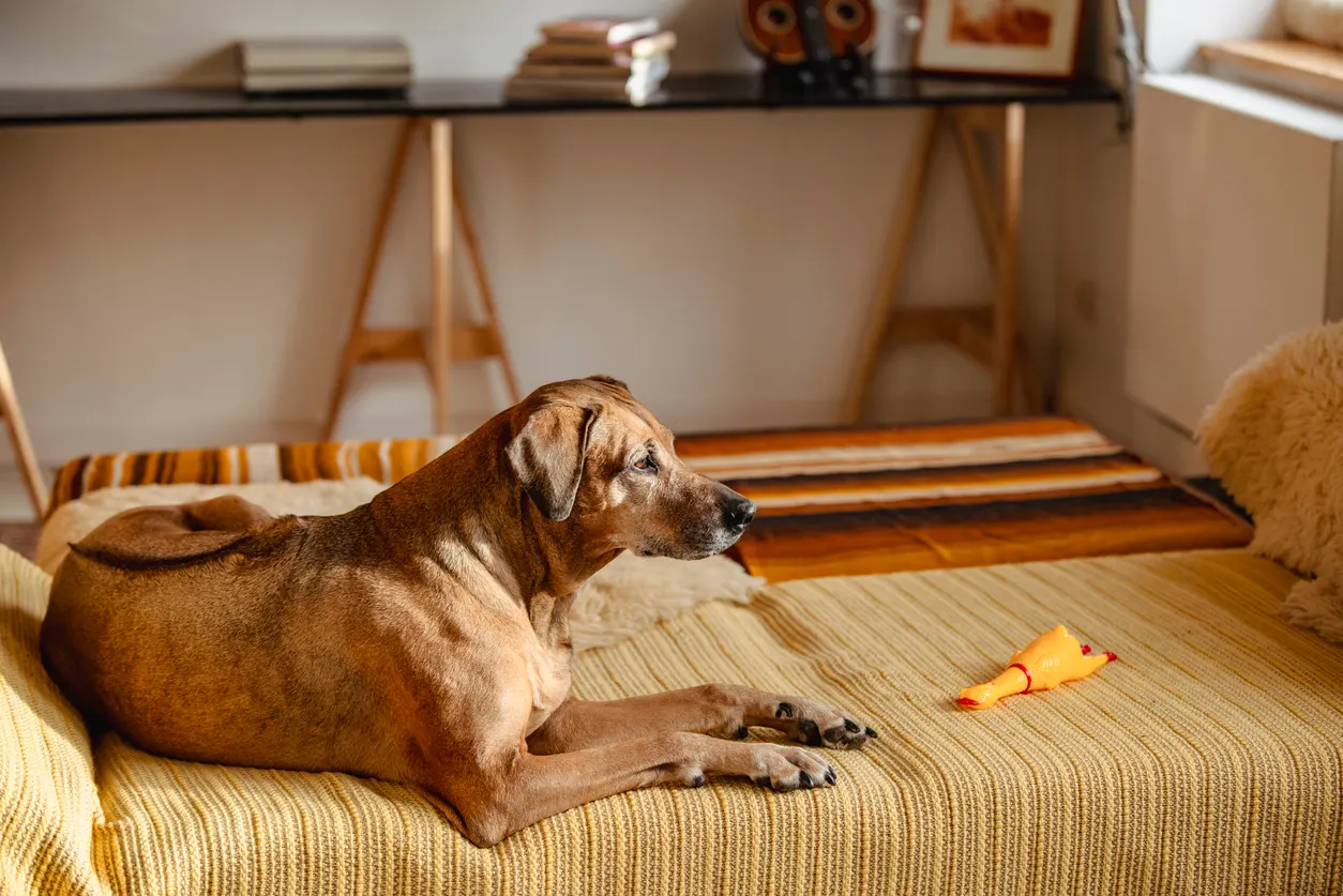 Rhodesian Ridgeback: The Good, The Bad, The Ugly