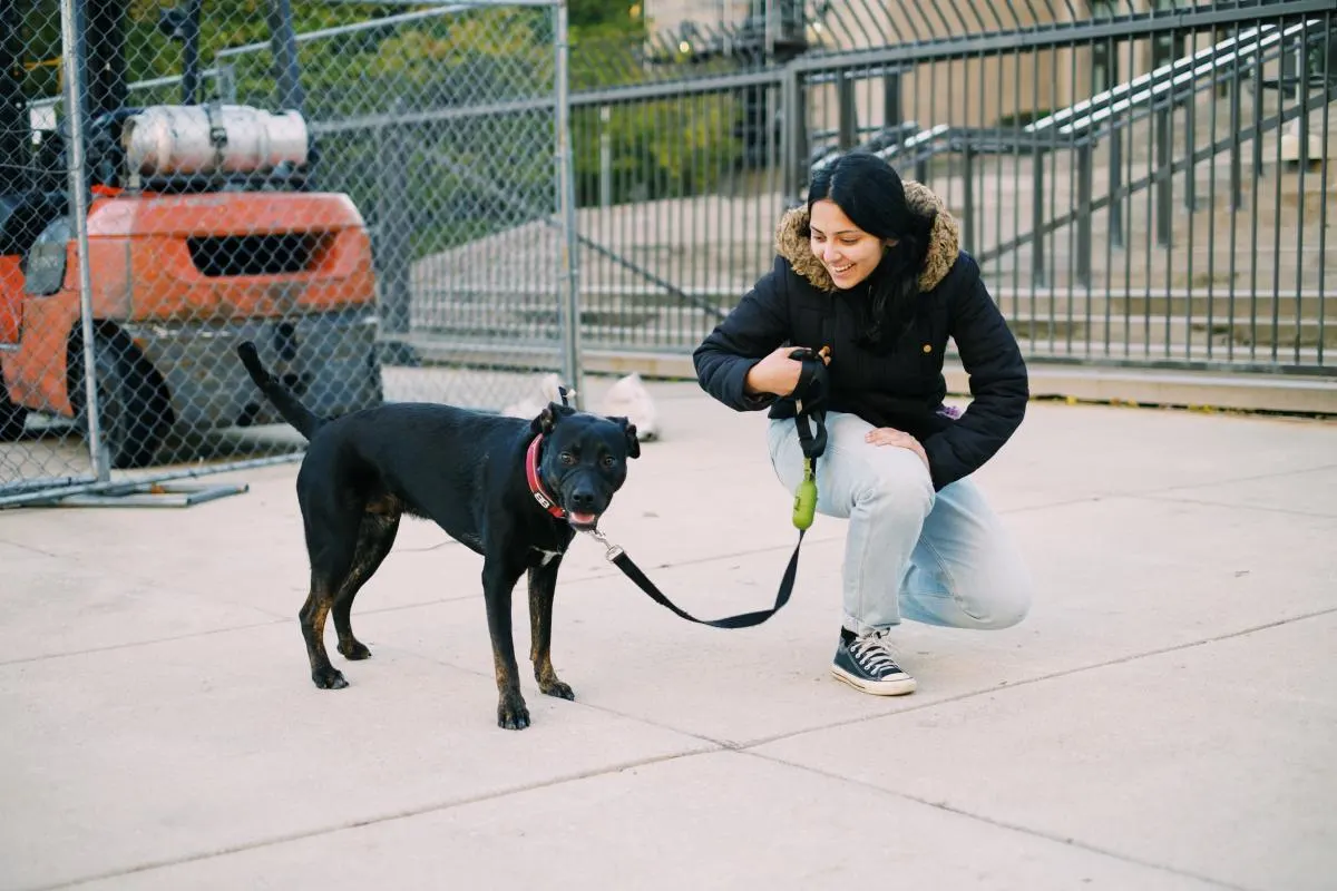 We’re the Rescue Dogs of Figo. Here Are Our Stories.