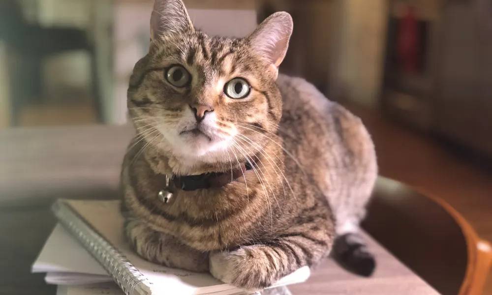 All About Urinary Crystals In Cats