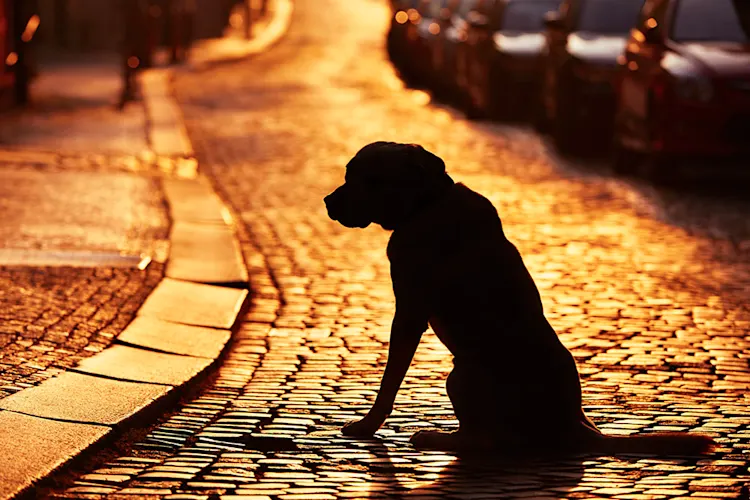 Tips for Walking Your Dog at Night