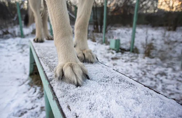Siberian Huskies: The Good, the Bad, and the Ugly