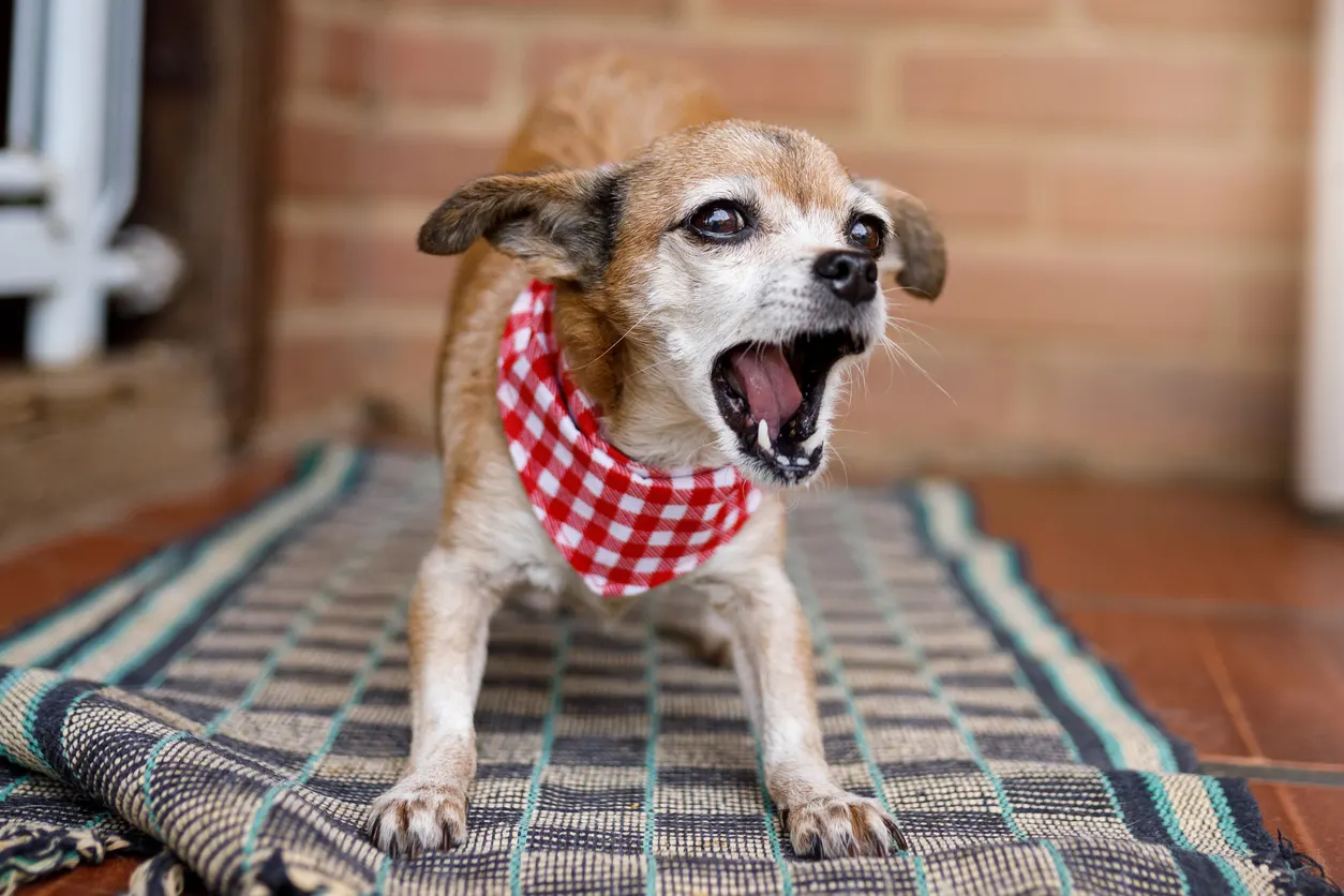 My Dog Bit Someone. Now What?