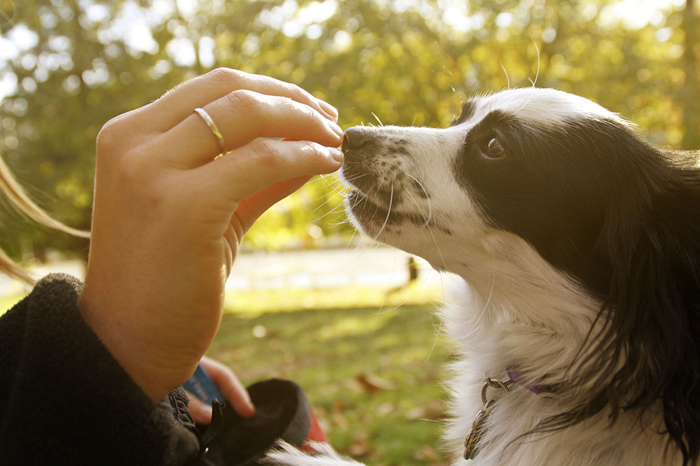 Our Top 5 Favorite CBD Treats for Chill Dogs and Cats