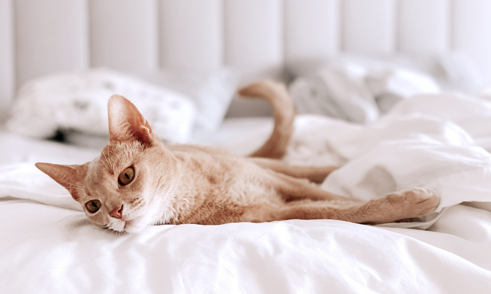 Tips for Looking for a Lost Cat