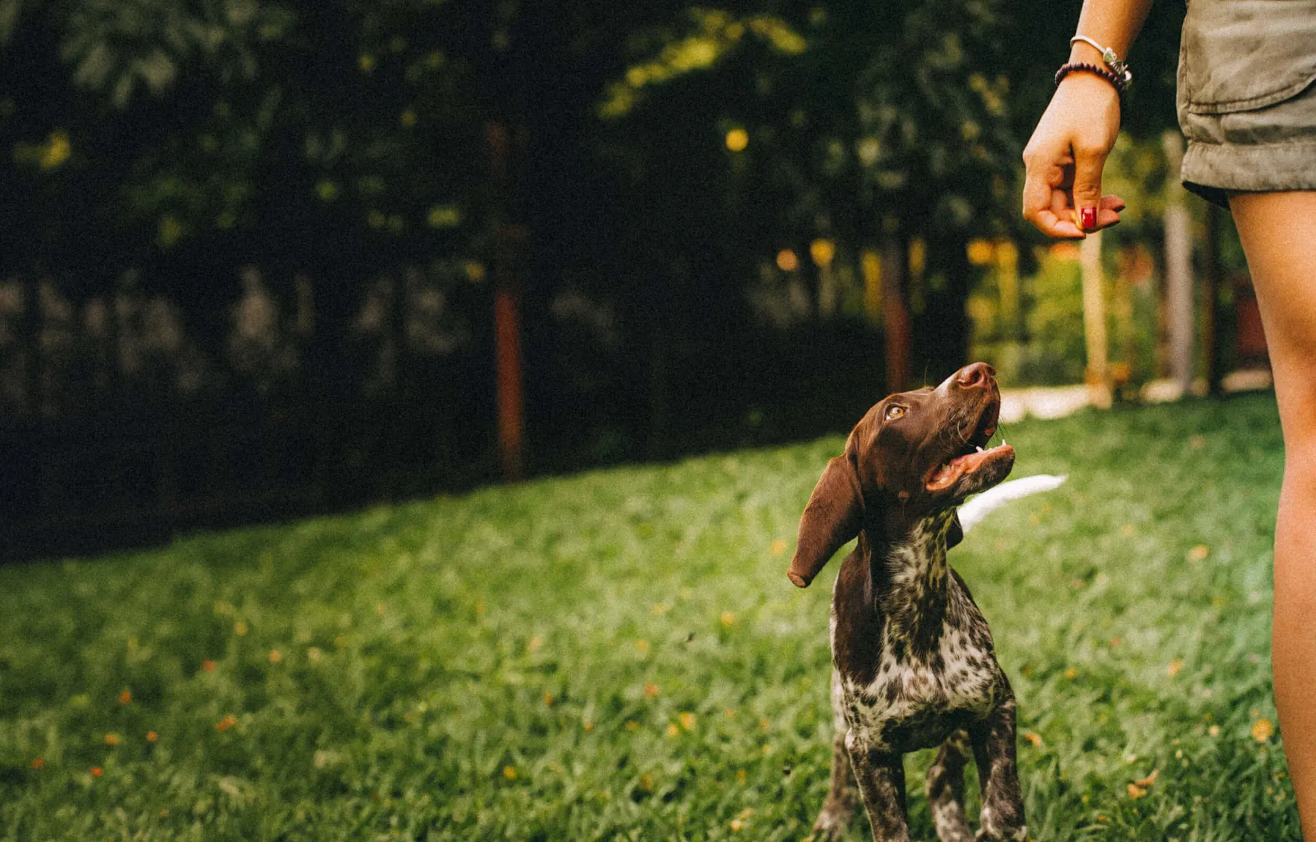 Figo: Premium health insurance plans for cats and dogs.