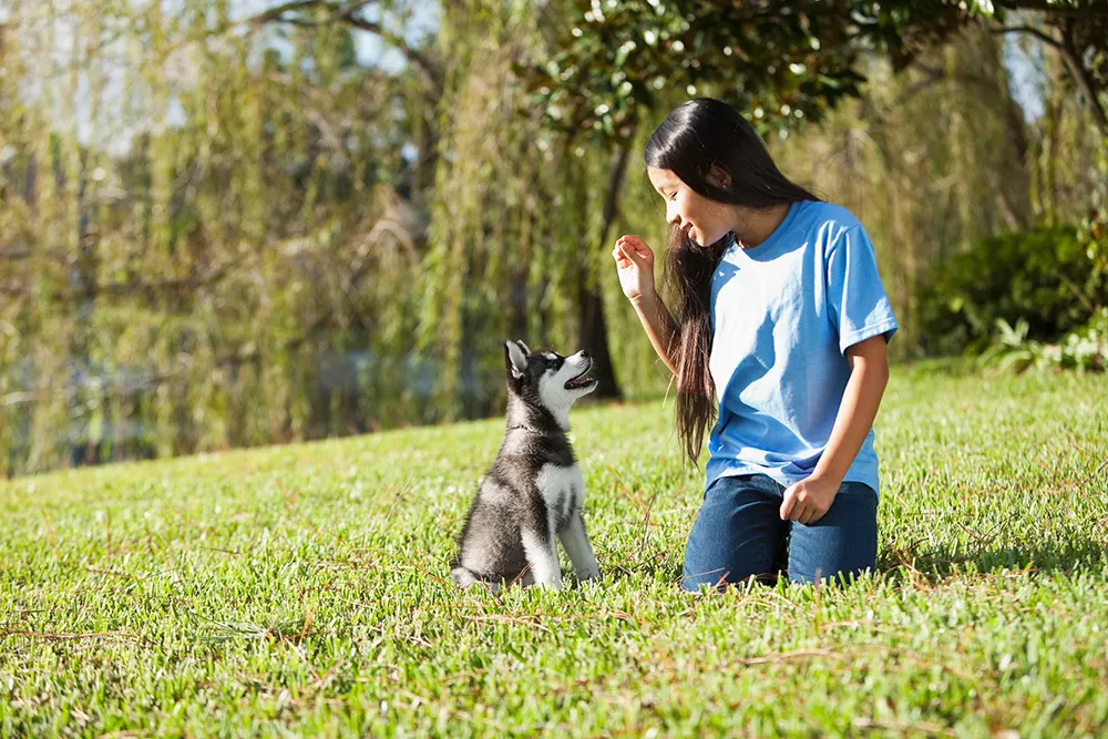 Basic Puppy Commands: How to Train a Puppy