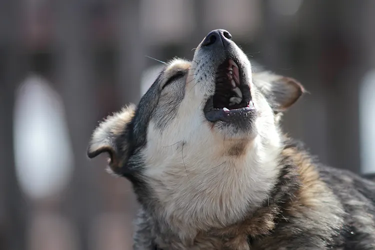 Bark Management Establishing Type Barker You Have Part 1: Expert Advice ...