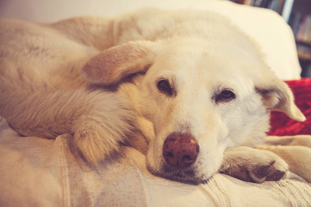 Mammary Masses Dog: Insights for Pet Parents