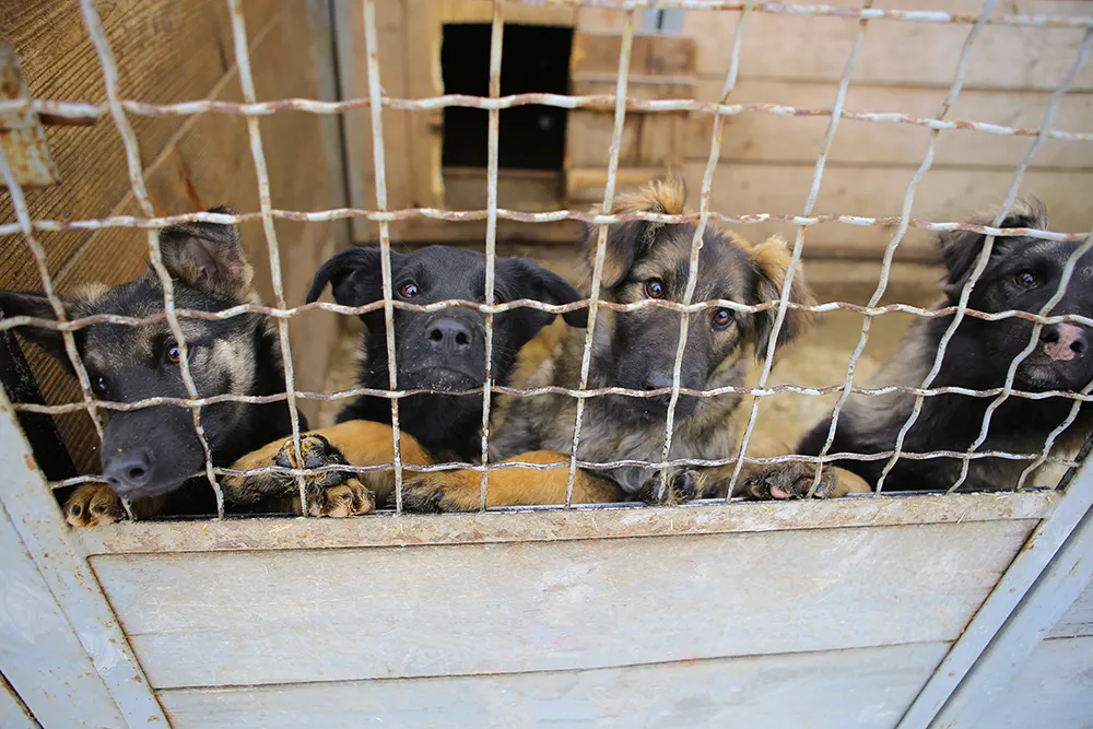 Surprising Facts About Canine Kennel Cough: Secrets for Pet Parents