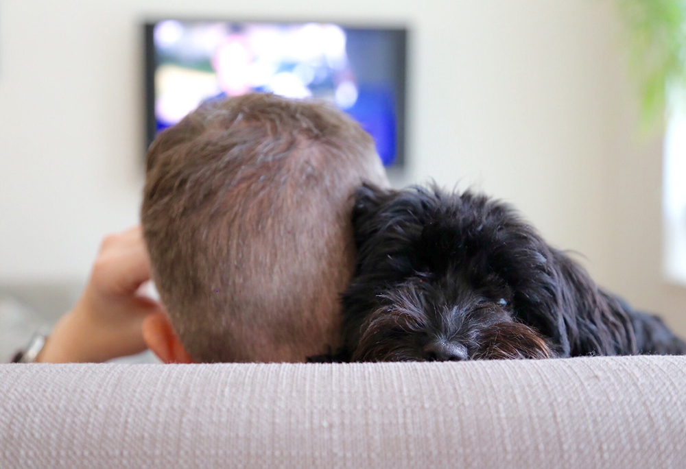 Protecting pets from electronics