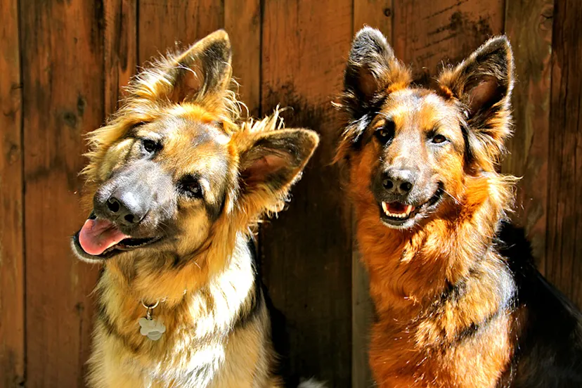 Why dogs tilt their head and 5 of the cutest examples