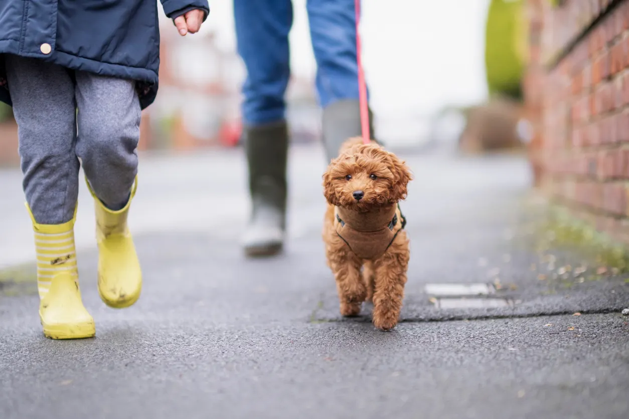 Cavapoos: The Good, The Bad, The Ugly