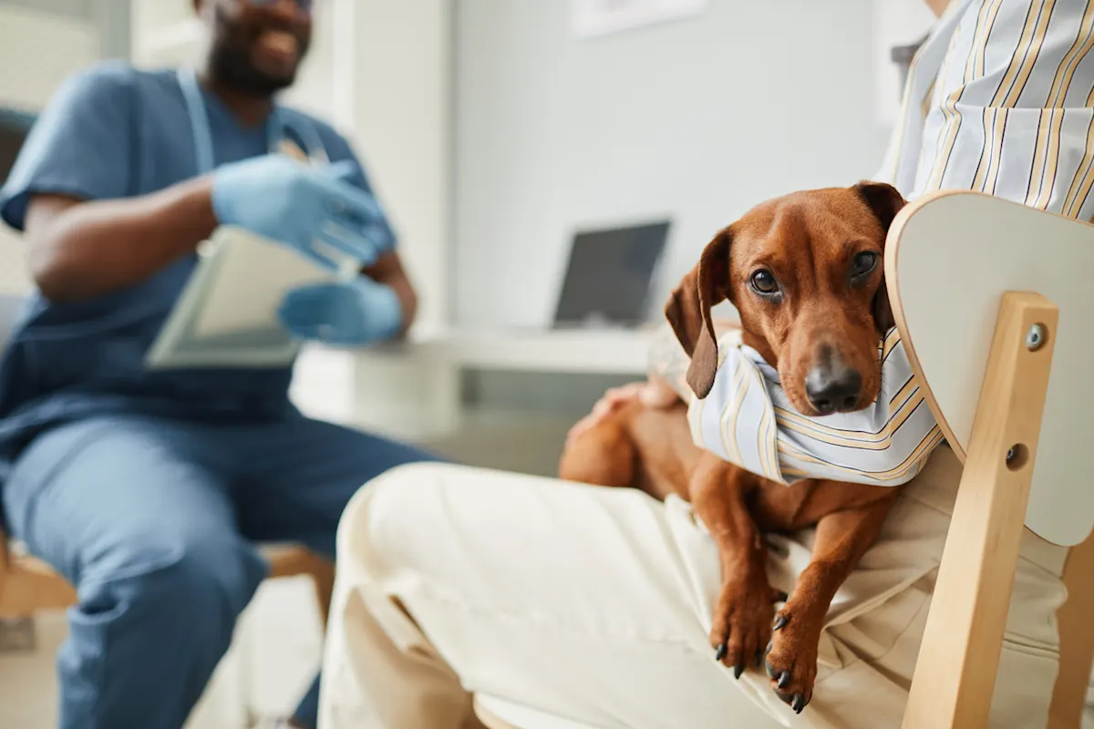 Stranger Danger: How to Make the Vet Less Scary for Your Pet
