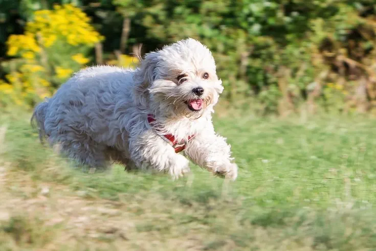 What to Know About Designer Dog Breeds