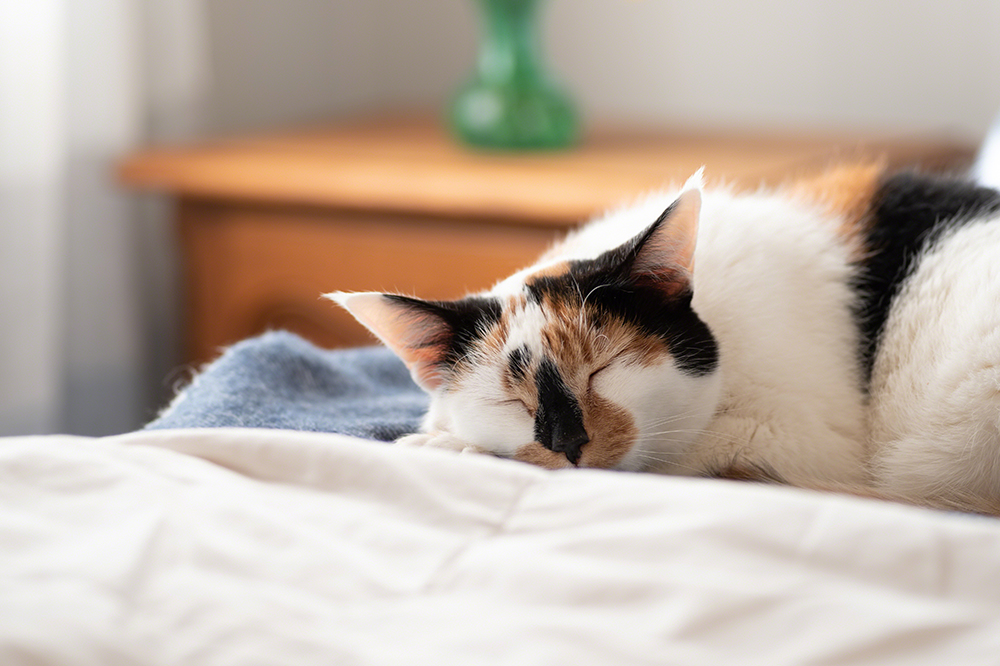 Can I give a cat CPR?