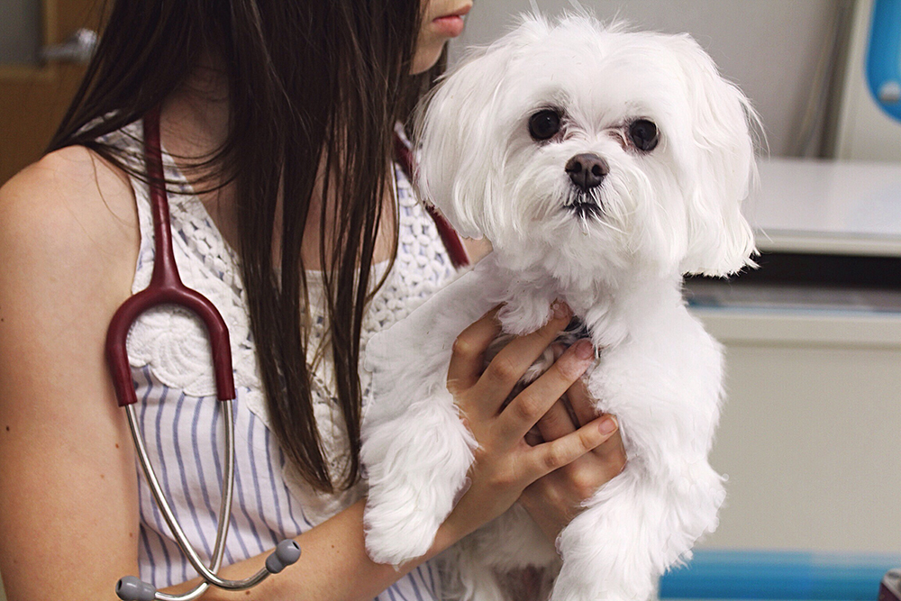 Tips Taking Your Dog Vet: Must-Know Facts for Pet Parents