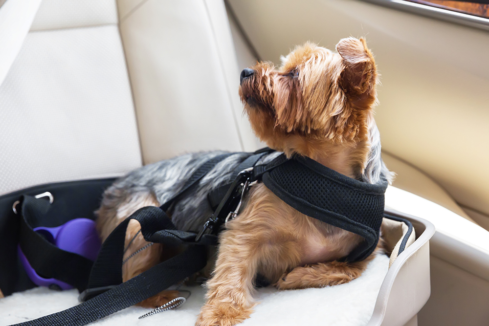 Simple Tips to Ease Your Dog’s Car Anxiety