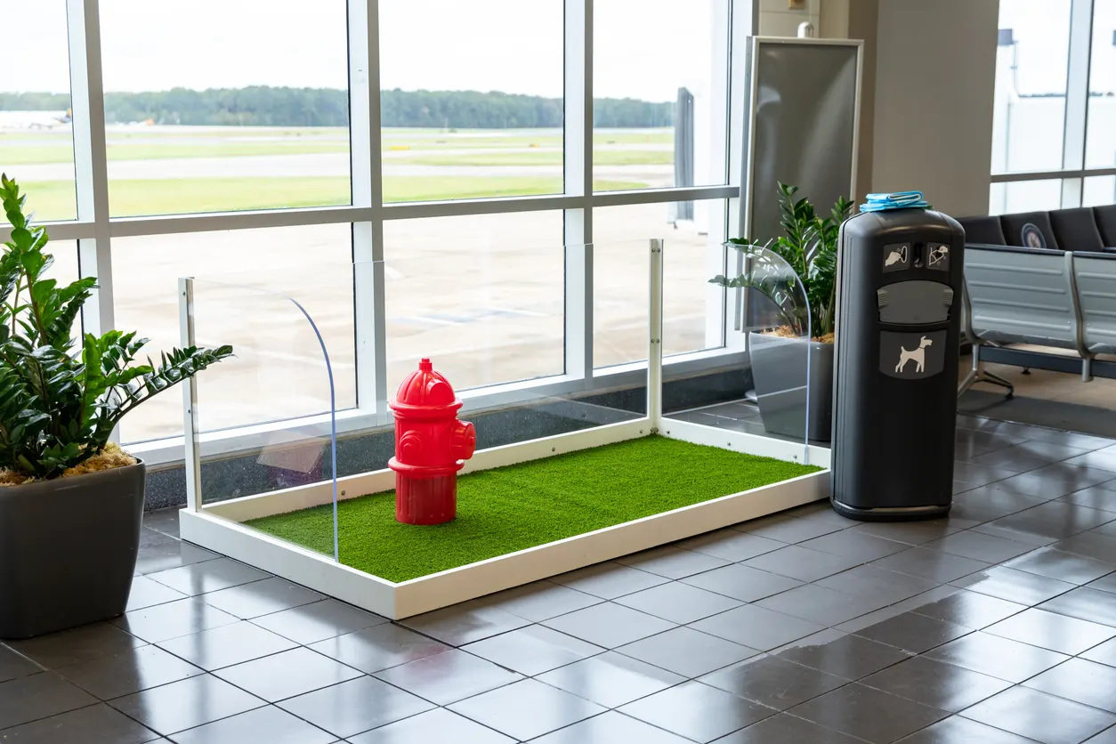 Air Travel and Pets: Navigating the Skies with Your Curious Copilot