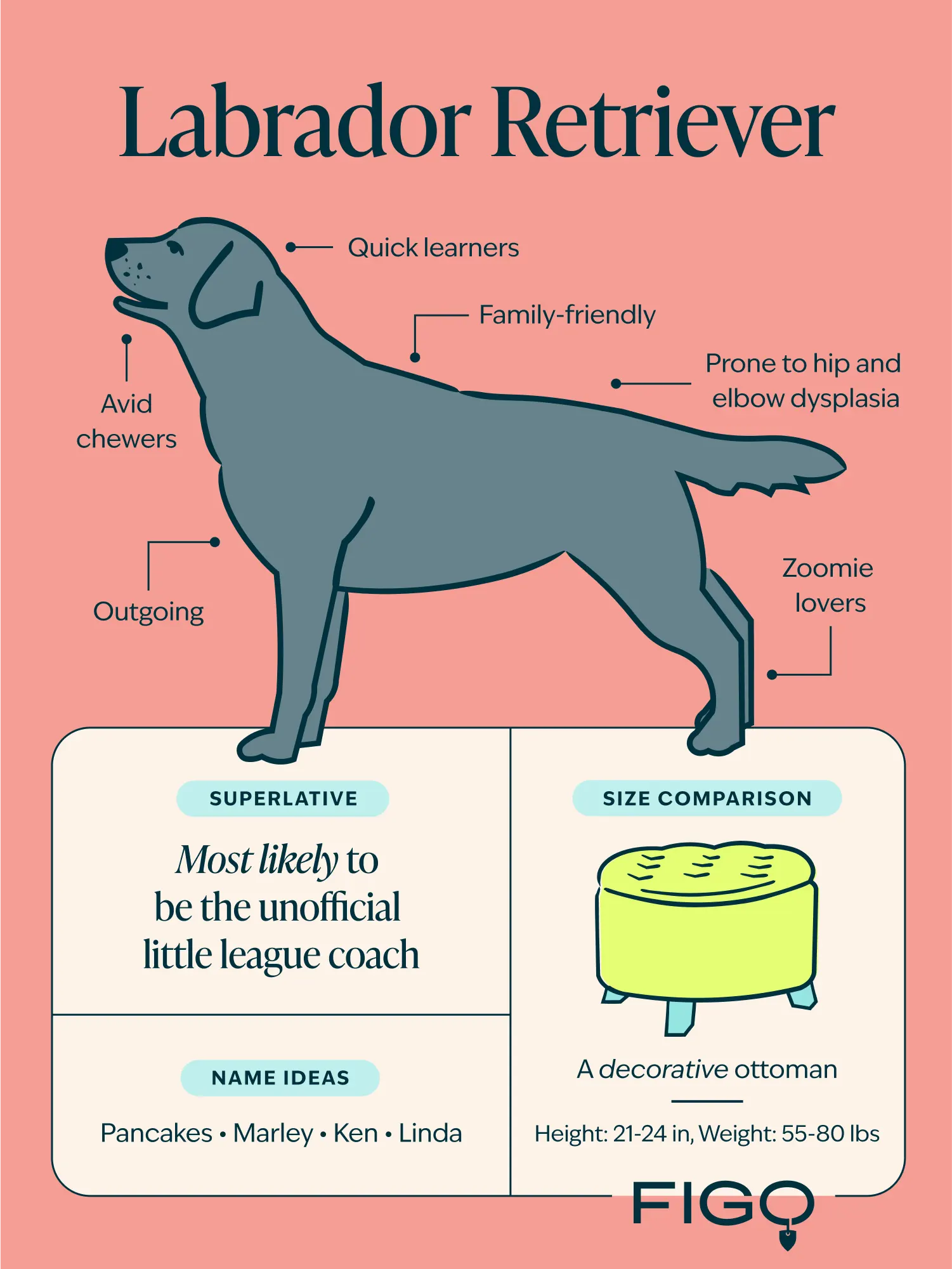 Labrador Retrievers: The Good, the Bad, the Ugly