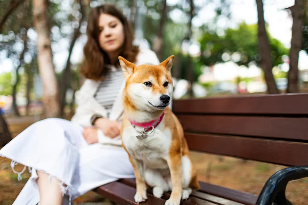 Shiba Inus: The Good, The Bad, The Ugly