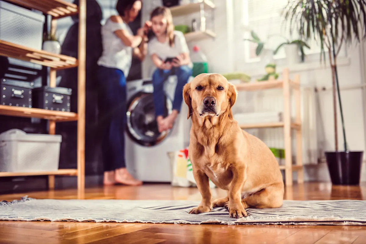 10 Pet Safe Cleaners for the Tidy Pet Parent