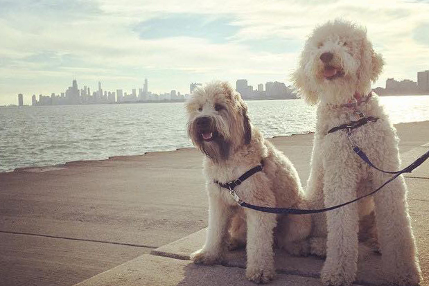 5 care tips for city dogs in Chicago