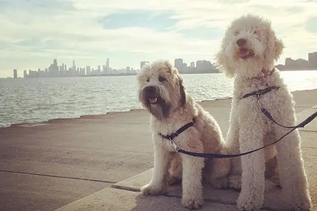 5 care tips for city dogs in Chicago