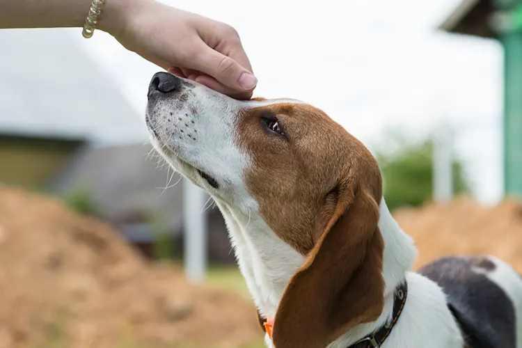 Getting to know the Beagle