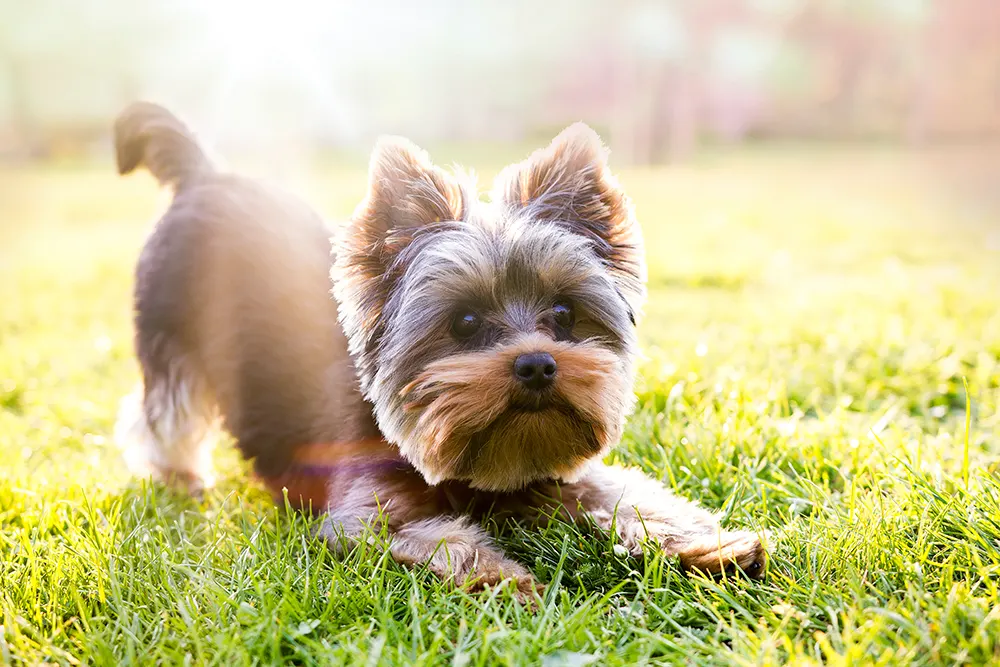 Training your Yorkie to sit, stay, and lay