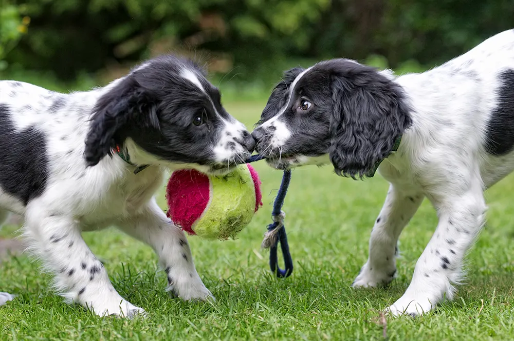 Dog Socialization Quick Tips: Guide for Pet Parents