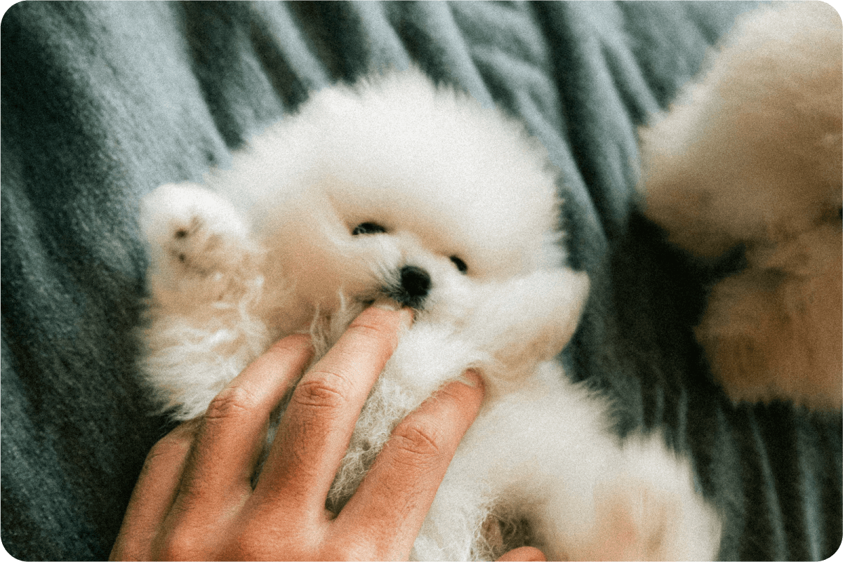 Pomeranian Mix Breeds Hypoallergenic