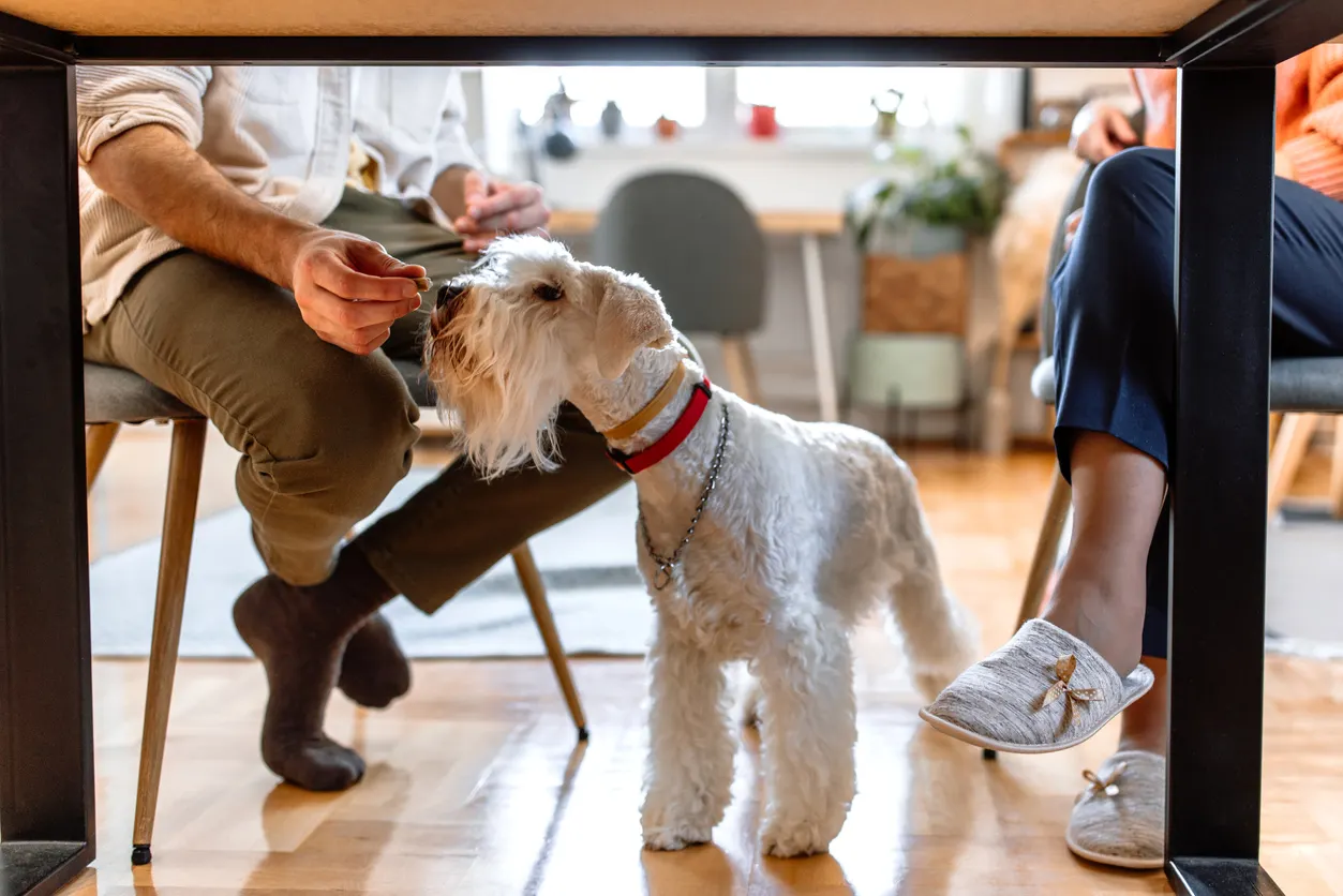 Don't Ditch Your Thanksgiving Leftovers. Make These Dog-Safe Snacks Instead