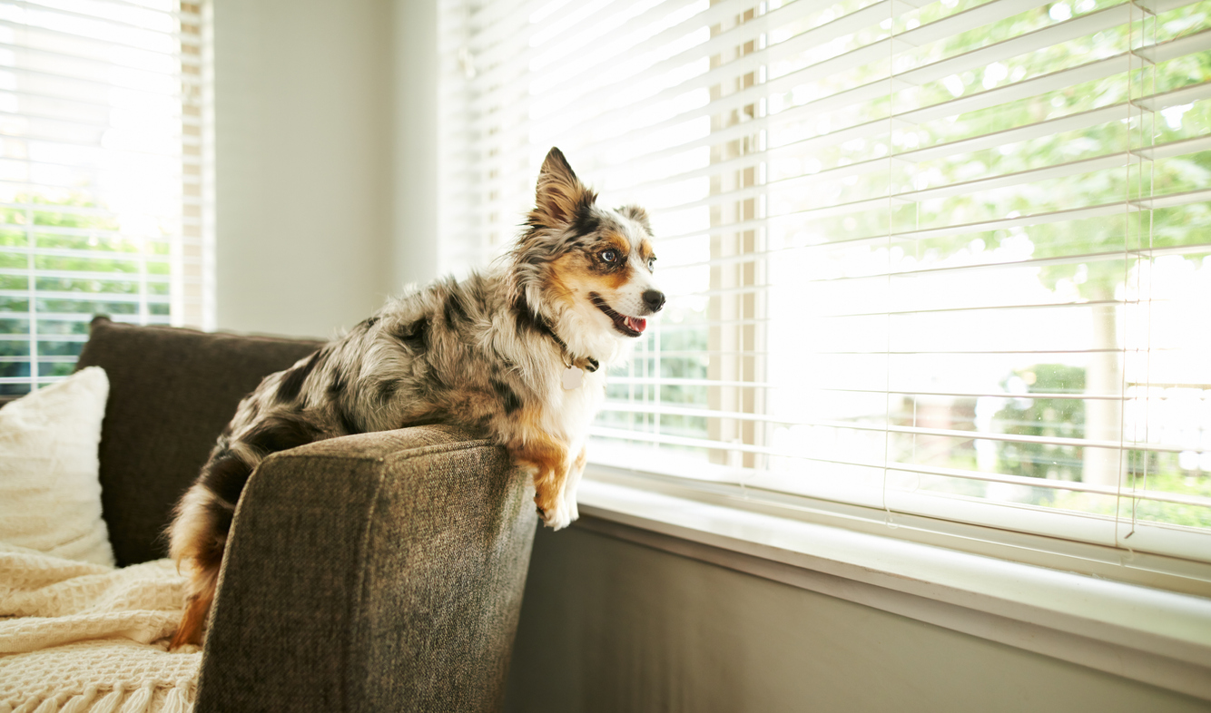 Tips for Leaving Your Dog Home Alone