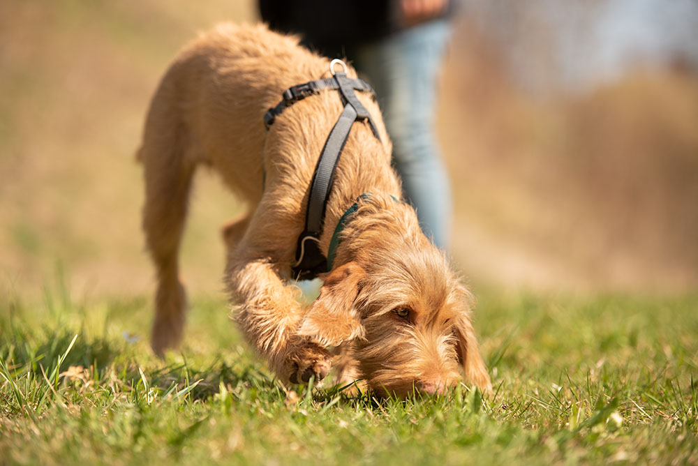 What should I do if my dog eats poo?