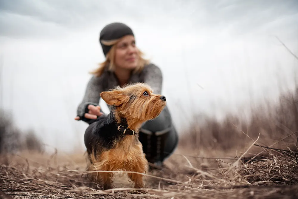 Getting to know the Yorkies