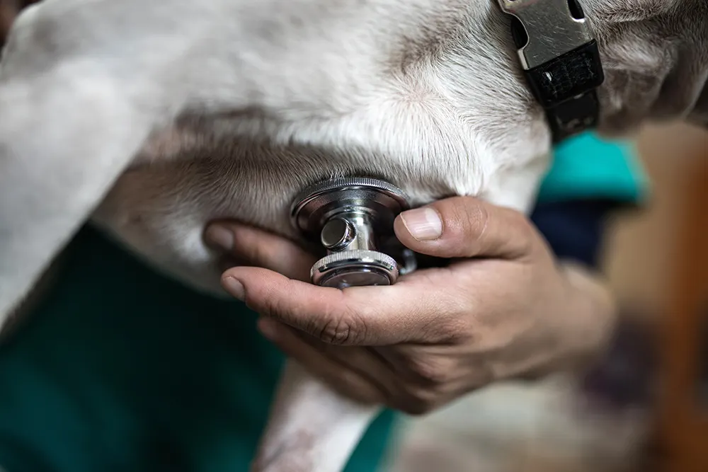 Unsteady heart rhythm sometimes normal in dogs