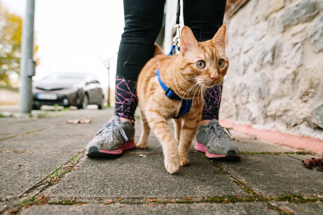 Cat-Walking 101: Train Your Feline to Love the Leash
