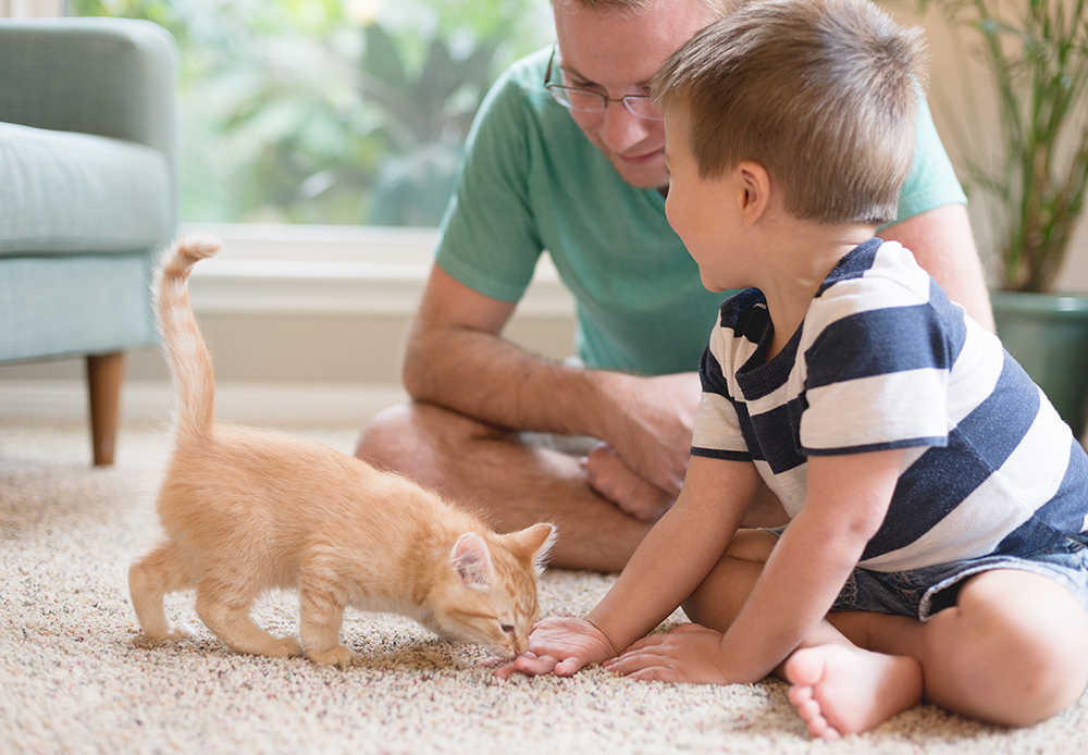 Cat Ownership 101: A Guide for New Cat Parents
