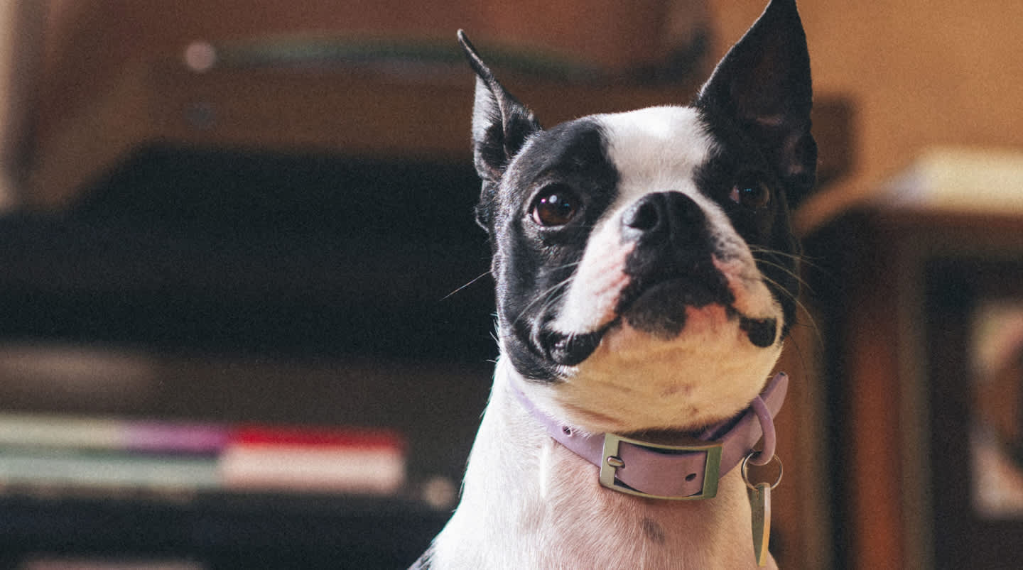 Figo: Premium health insurance plans for cats and dogs.