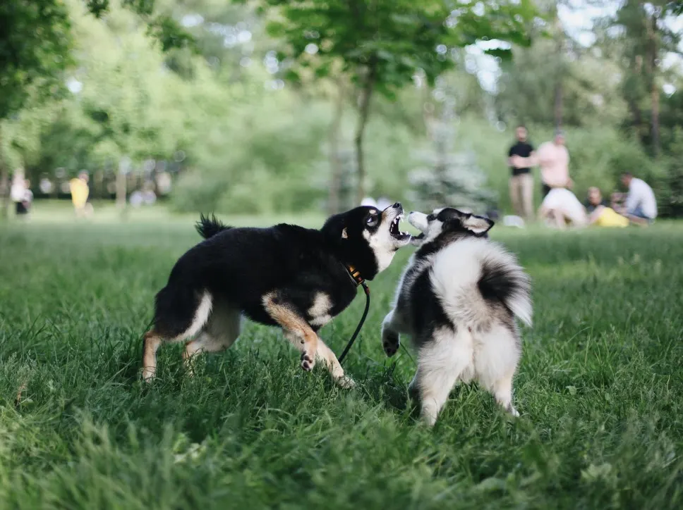 What to Know About Designer Dog Breeds