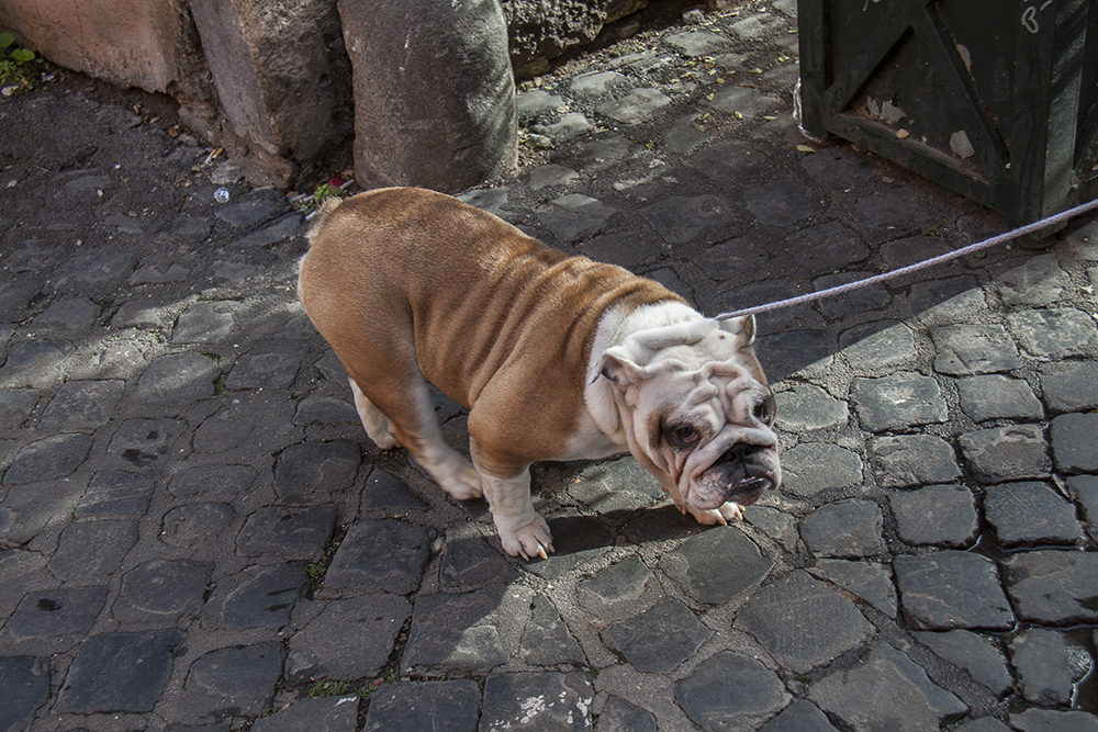 Hot Pavement Dangerous Dog Paws: Tips for Pet Parents
