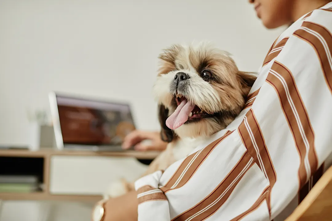Cavapoos: The Good, The Bad, The Ugly